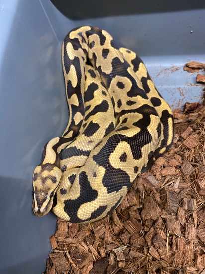 Leopard Fire YellowBelly Het Clown Ball Python by Matt Byram Exotics