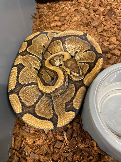 RedStripe Het Clown Ball Python by Matt Byram Exotics