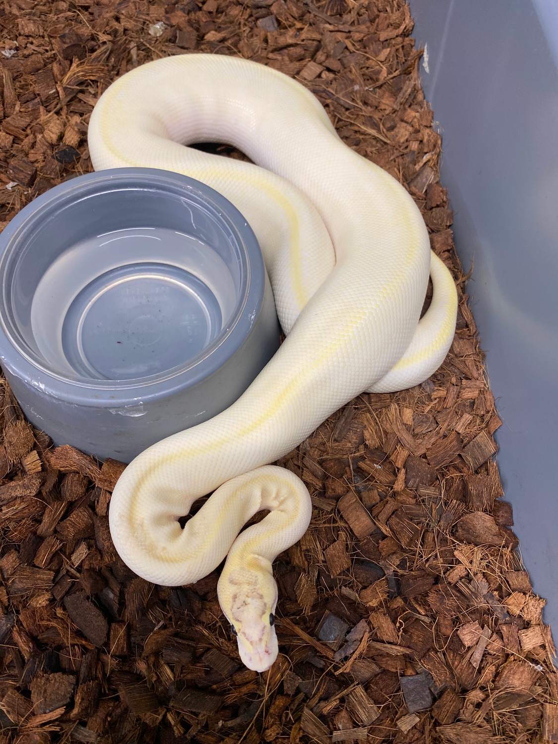 Orange Dream Enchi Ivory Het Pied Ball Python by Matt Byram Exotics ...