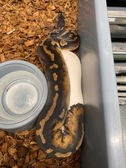 Orange Dream BlackHead Pied 50% Het Clown Ball Python by Matt Byram Exotics