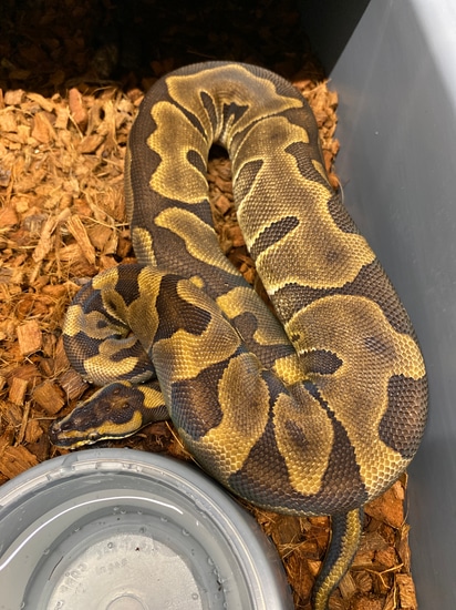 Scaleless Head Leopard Enchi Het Lavender Albino 50% Het Pied Ball ...