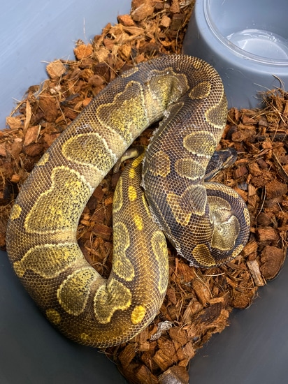Orange Dream Enchi Blackhead Het Desert Ghost Ball Python by Matt Byram Exotics