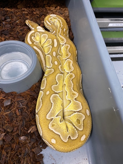Lesser HRA Het Puzzle Ball Python by Matt Byram Exotics
