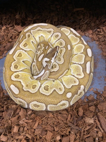 Lesser HRA Het Puzzle Ball Python by Matt Byram Exotics