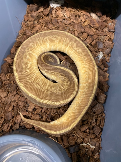 YellowBelly Leopard Sunset Ball Python by Matt Byram Exotics