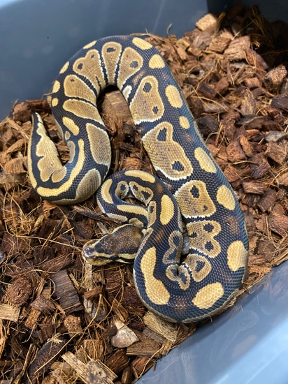 Het Ultramel Het Puzzle Ball Python by Matt Byram Exotics