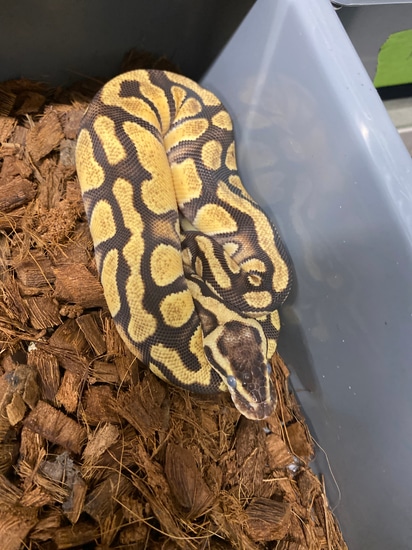 Pastel Orange Dream Disco Het Clown Het Cryptic Het Desert Ghost Ball Python by Matt Byram Exotics