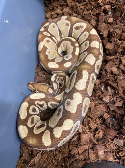 Monarch Ball Python by Matt Byram Exotics