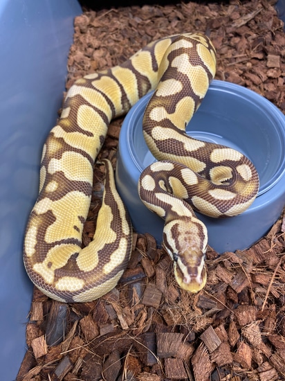 Enchi Monarch Ball Python by Matt Byram Exotics