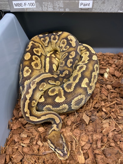Paint Ball Python by Matt Byram Exotics