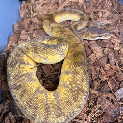 Matt Byram Exotics - MorphMarket