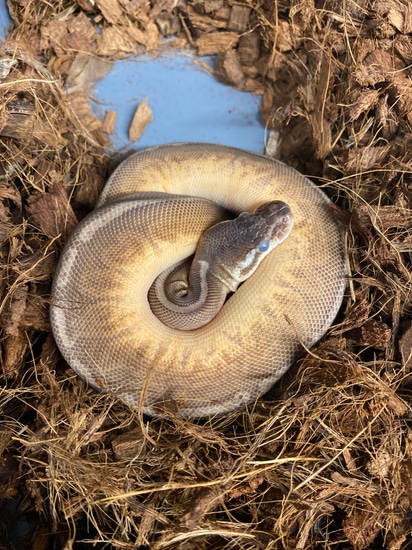 Enchi Cinnamon Sunset Ball Python by Matt Byram Exotics