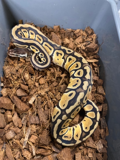 Pastel Het Sunset Het Clown Ball Python by Matt Byram Exotics