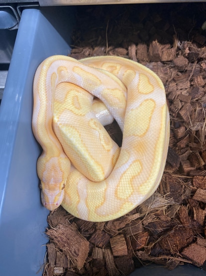 Pastel Leopard Enchi Lavender Albino Ball Python by Matt Byram Exotics