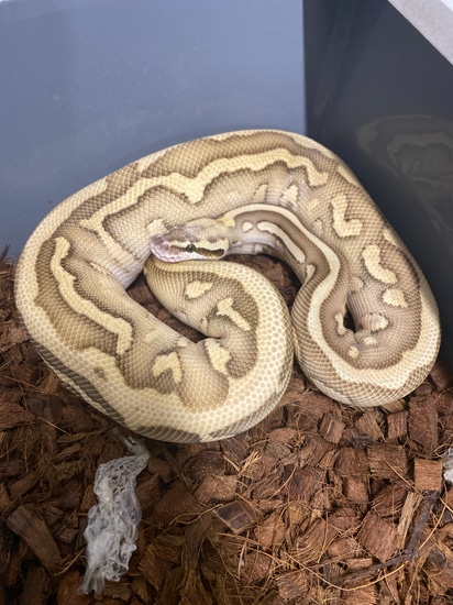 Leopard Lesser Stranger Het Clown Ball Python by Matt Byram Exotics