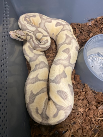 Pastel Enchi Hypo Desert Ghost Ball Python by Matt Byram Exotics