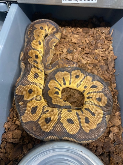 RedStripe Clown Ball Python by Matt Byram Exotics