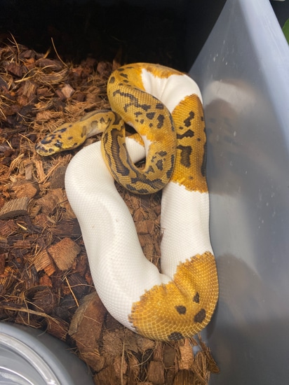 OD Leopard Clown Pied Ball Python by Matt Byram Exotics