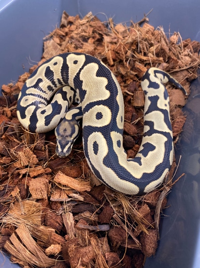 Desert Ghost Leopard Het Pied Ball Python by Matt Byram Exotics