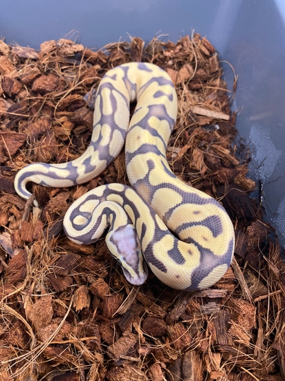 Pastel Enchi Hypo Desert Ghost Ball Python by Matt Byram Exotics