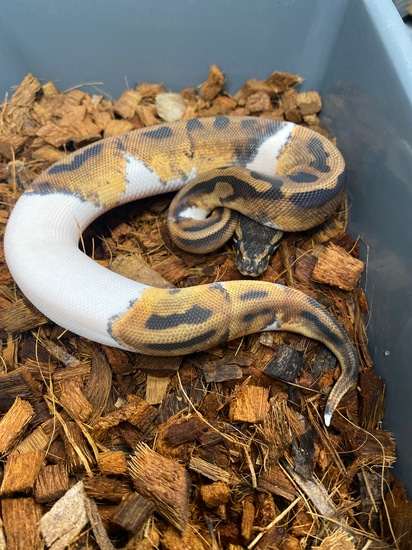 Pied Het DG Ball Python by Matt Byram Exotics