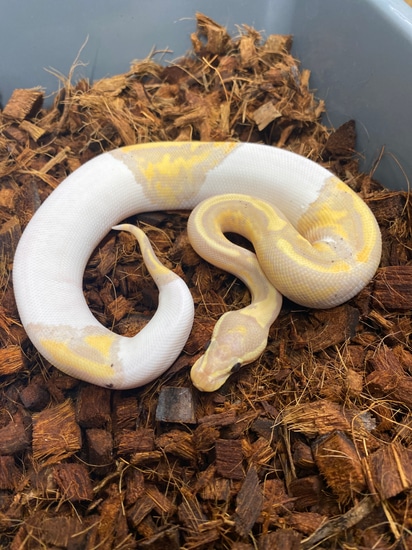 Pastel Banana Pied Het DG Ball Python by Matt Byram Exotics