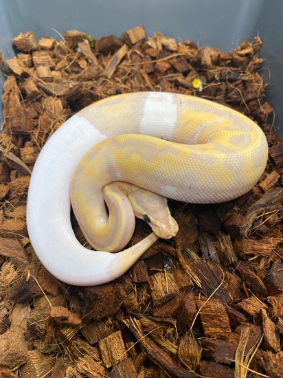 Pastel Banana Pied Het DG Ball Python by Matt Byram Exotics