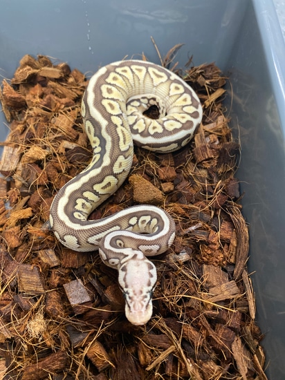 Pastel Lessor Spotnose Het Clown Ball Python by Matt Byram Exotics