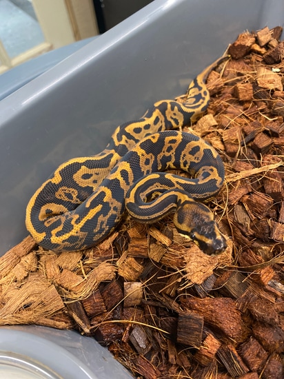 Leopard Confusion Het Lavender Albino Ball Python by Matt Byram Exotics