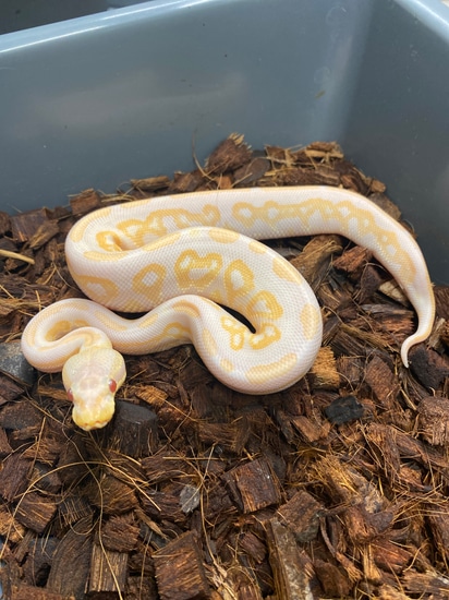 Cinnamon Lavender Albino Ball Python by Matt Byram Exotics