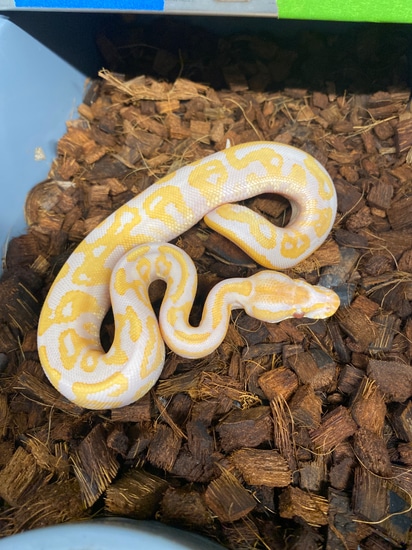 Leopard Lavender Albino Ball Python by Matt Byram Exotics