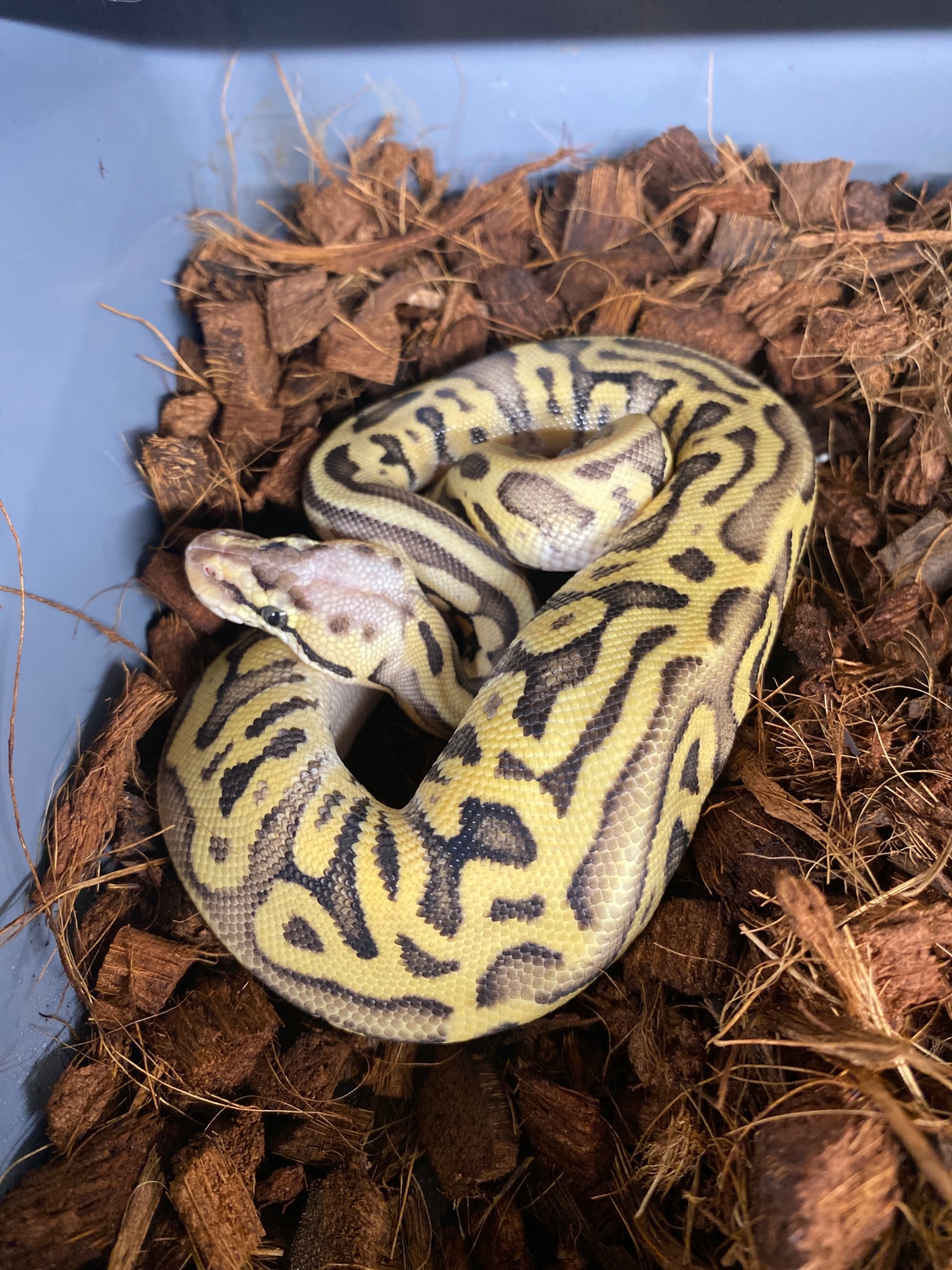 Pastel Lesser Leopard Stranger Het Clown Ball Python by Matt Byram ...