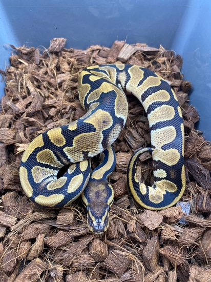Orange Dream Het Pied Het Hypo 50% Het Clown Ball Python by Matt Byram Exotics
