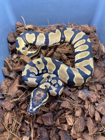 Orange Dream Yellow Belly Het Pied Het Hypo 50% Het Clown Ball Python ...