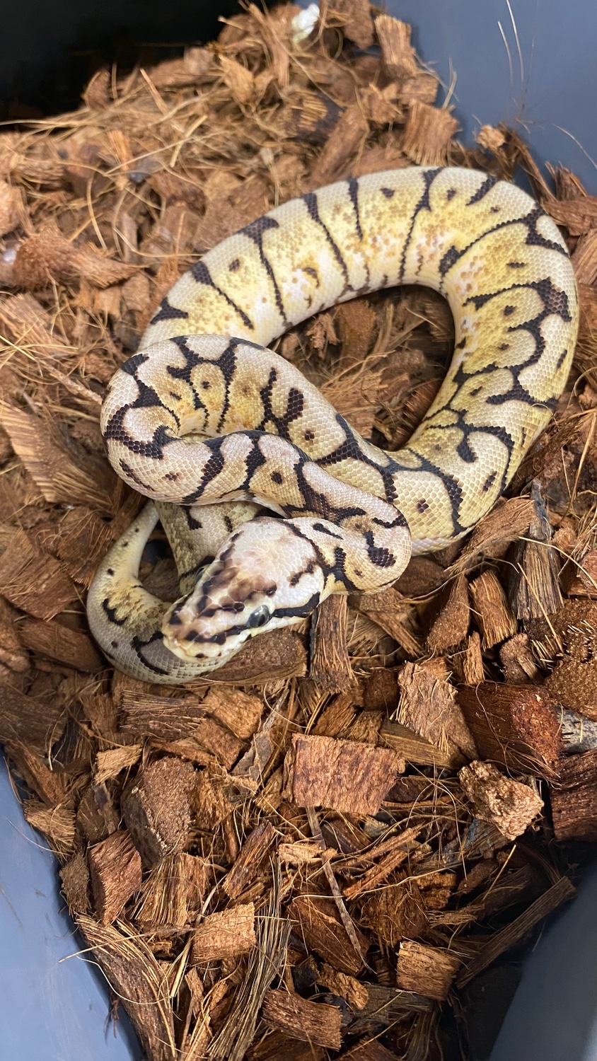 Pastel Spider66% Het Monsoon 50% Het Desert Ghost Ball Python by Matt ...
