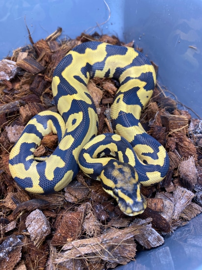 Leopard Desert Ghost 66% Het Clown Ball Python by Matt Byram Exotics