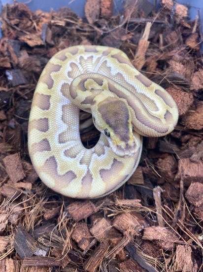 Lesser HRA Puzzle Het Lavender Albino Ball Python by Matt Byram Exotics