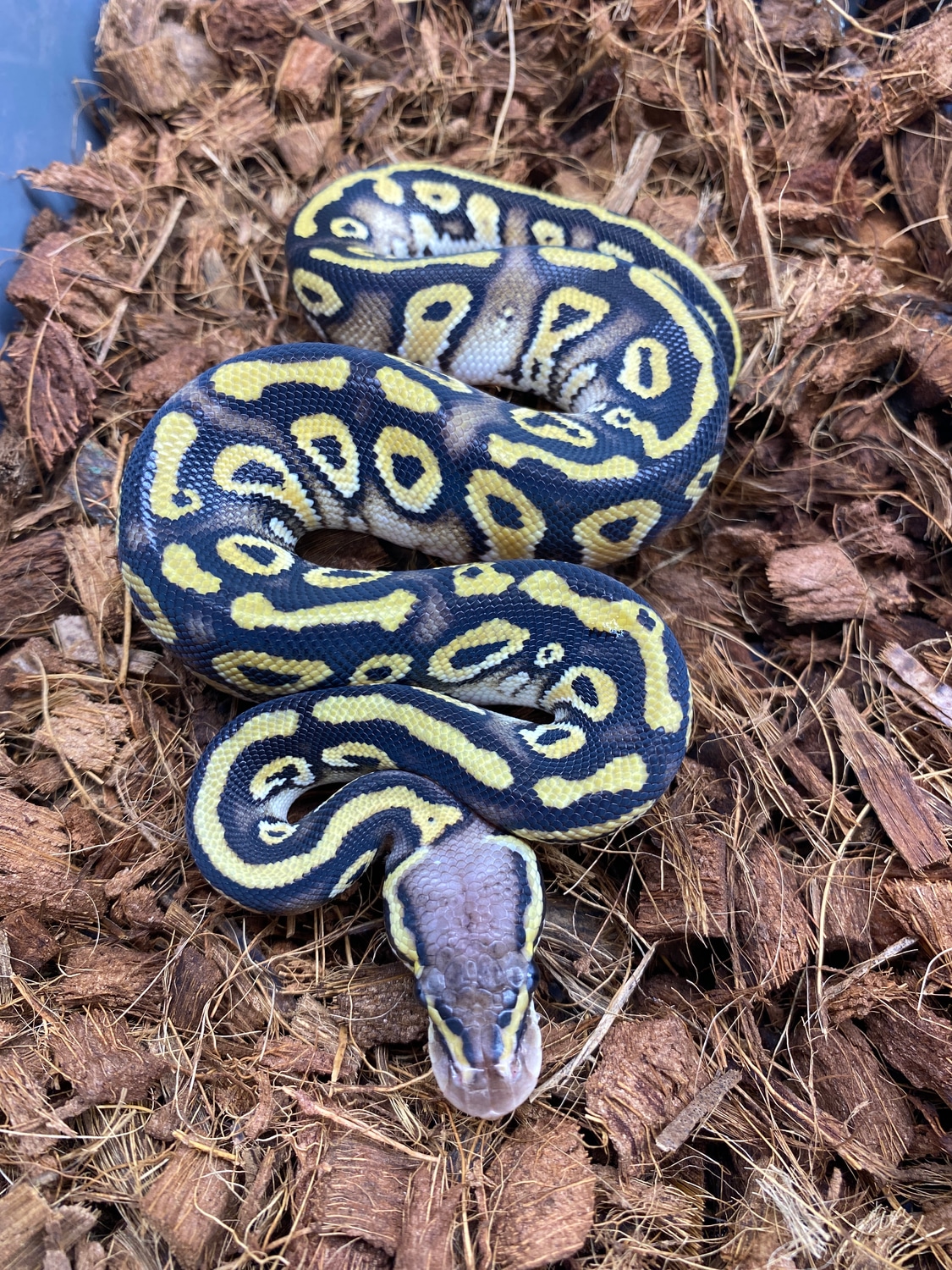 Pastel Yellow Belly Het Desert Ghost 50% Het Clown 50% Het Paint Ball ...