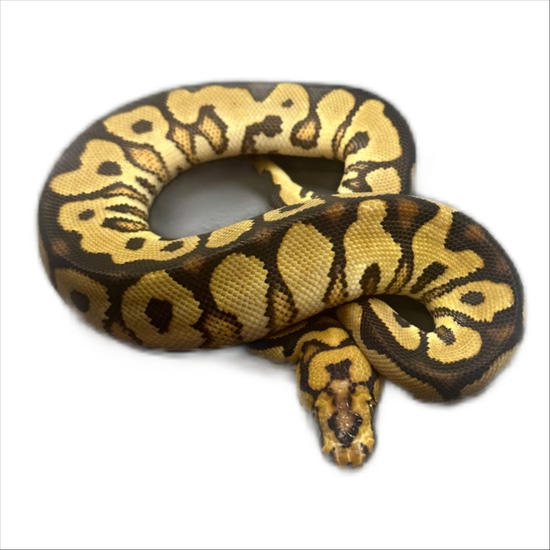 Spotnose Clown Het Desert Ghost Ball Python by Matt Byram Exotics