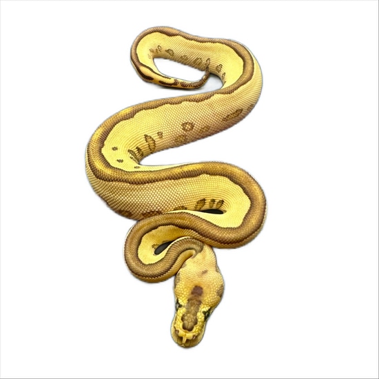 Leopard Lesser Stranger Clown Ball Python by Matt Byram Exotics