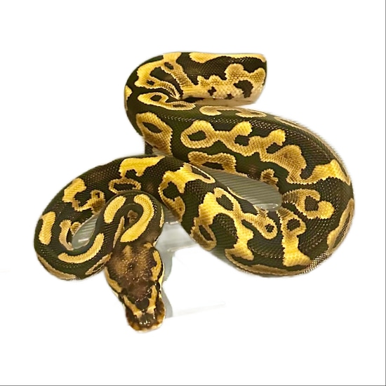 Leopard Het Clown Ball Python by Matt Byram Exotics