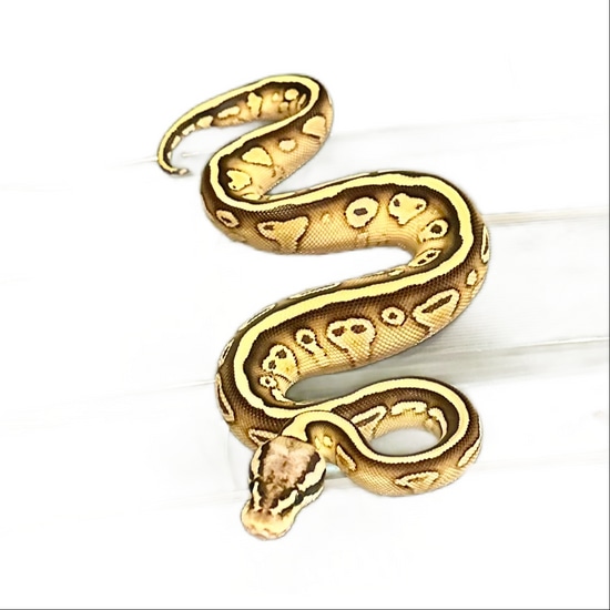 Pastel Lesser Stranger Het Clown Ball Python by Matt Byram Exotics