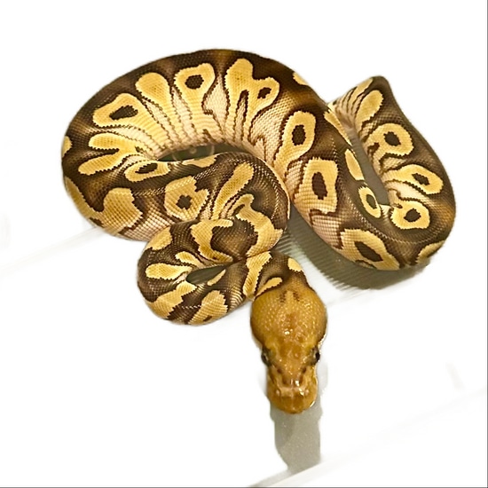 Phantom Hypo Clown 66% Het DG Ball Python by Matt Byram Exotics