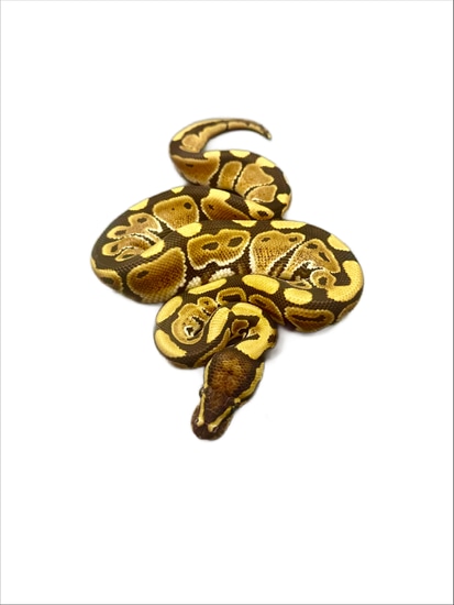 Normal 66% Het Puzzle 50% Het Sunset Ball Python by Matt Byram Exotics