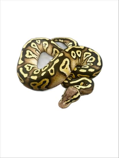 Pastel Yellow Belly Het Desert Ghost Het Clown Het Hypo 50% Het Paint ...