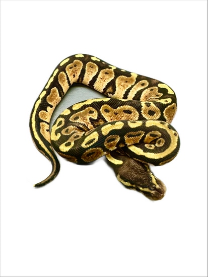 Pastel Het Sunset Ball Python by Matt Byram Exotics