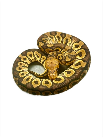 Clown Het Sunset Het Hypo Ball Python by Matt Byram Exotics