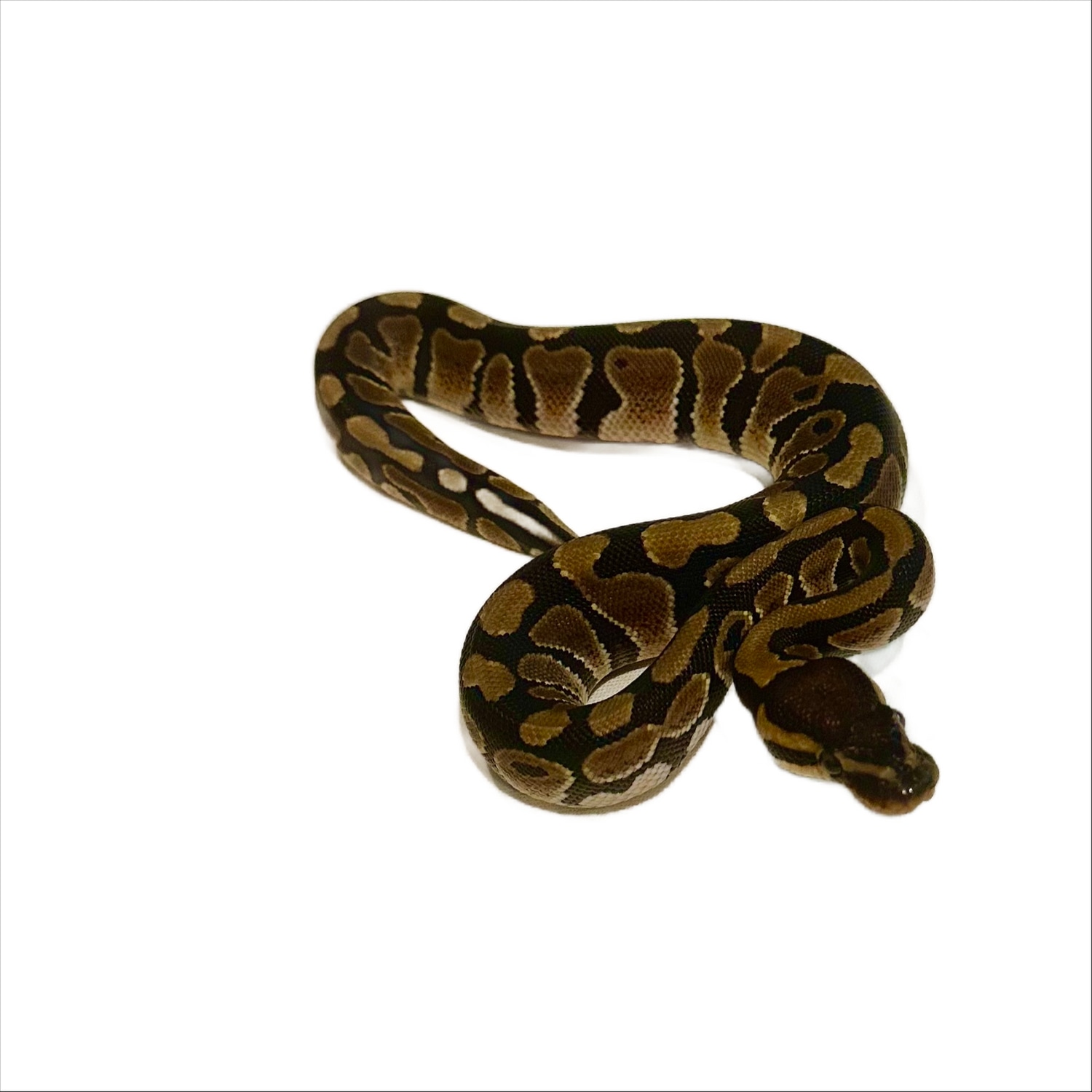 Het Ultramel Het DG 50% Het Clown Ball Python by Matt Byram Exotics ...