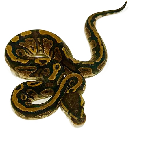 Het Paint Het Pied Ball Python by Matt Byram Exotics