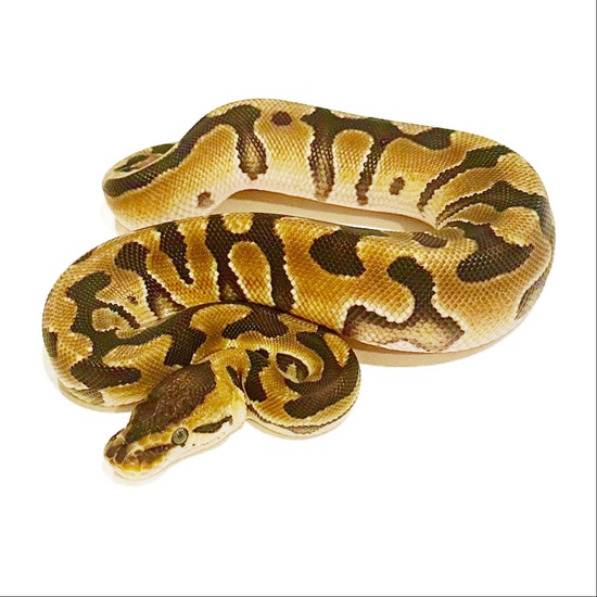 Enchi Crypton Het DG Het Sunset Ball Python by Matt Byram Exotics